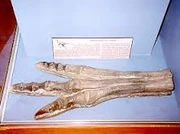 Arkansaurus fridayi | Dinosaur Wiki | Fandom