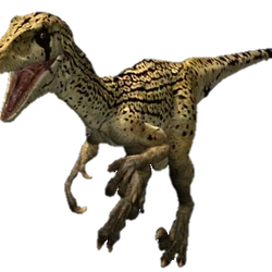 Different Types Of Raptors