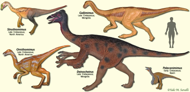 Category:Ornithomimids | Dinosaur Wiki | Fandom