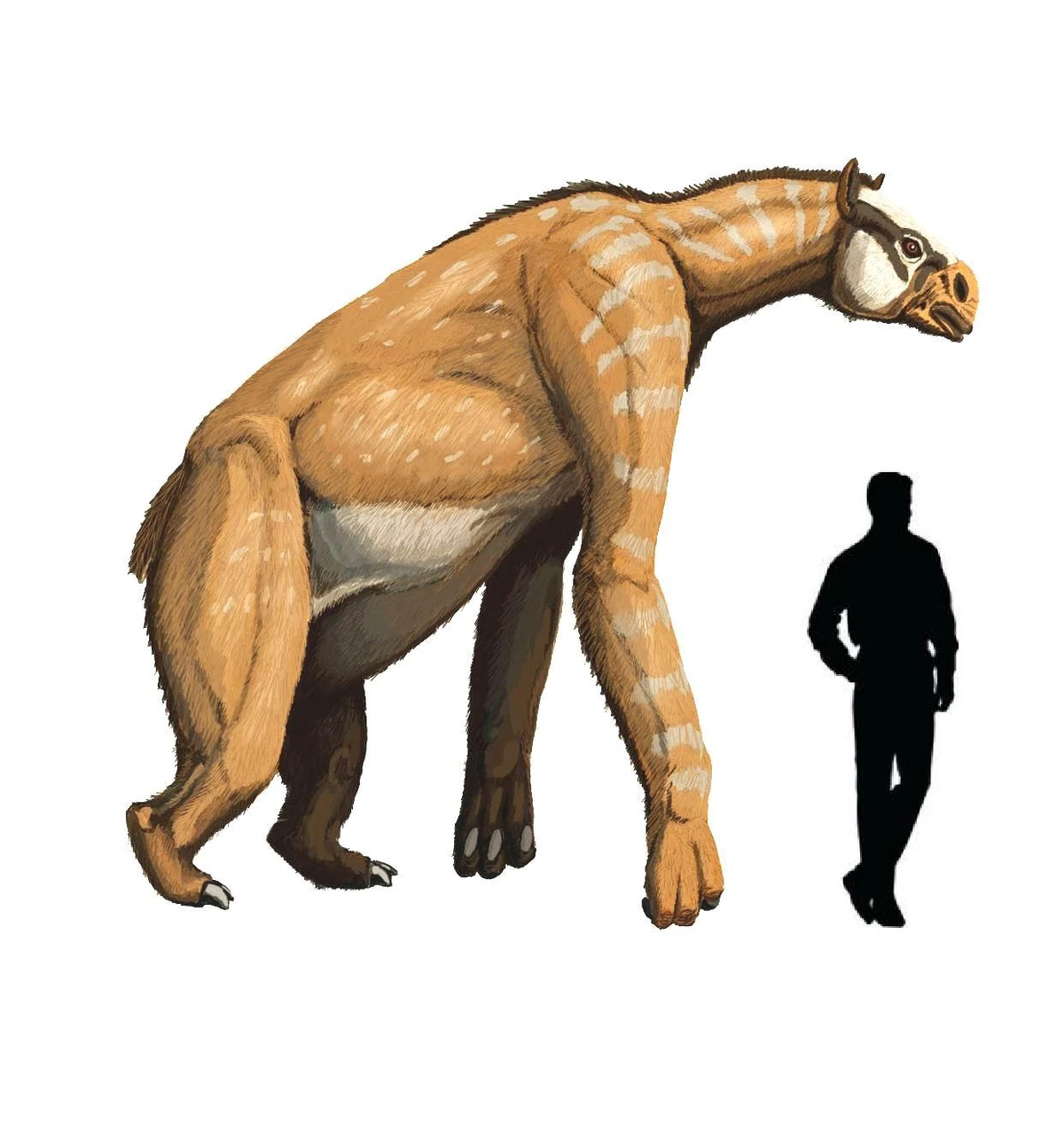 Chalicotherium | Wiki Dino | Fandom
