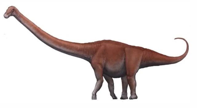 Erketu | Wiki Dino | Fandom