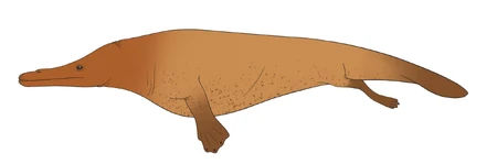 Georgiacetus | Wiki Dino | Fandom