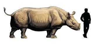 Teleoceras | Wiki Dino | Fandom