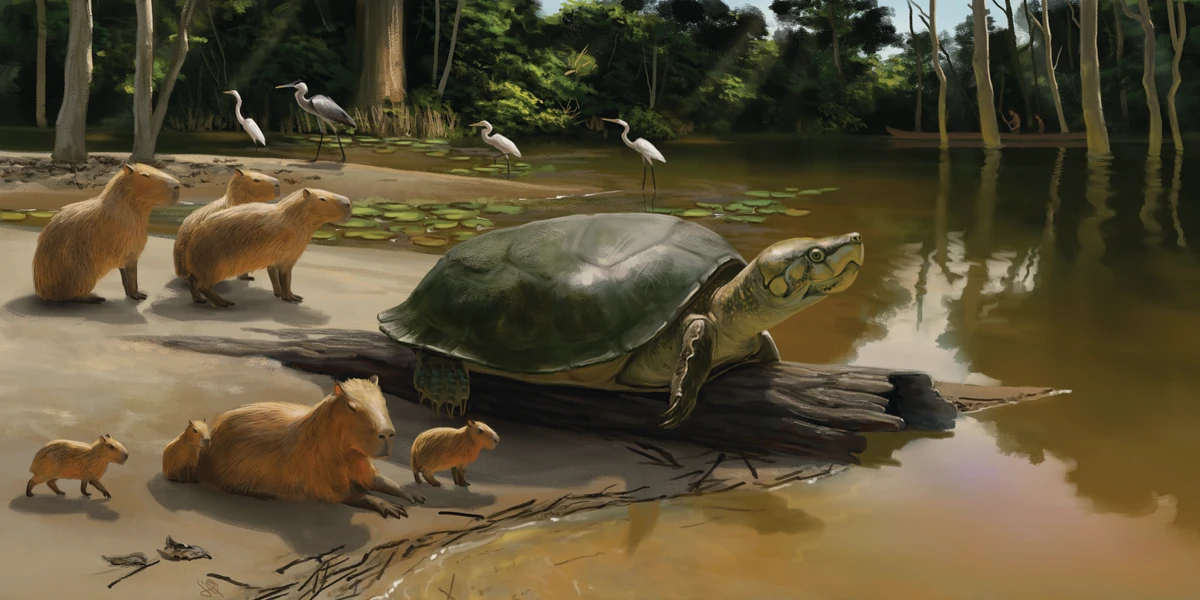 Maturin's big-headed turtle | Dinosaur Wiki | Fandom