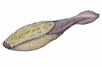 Sacabambaspis | Wiki Dino | Fandom