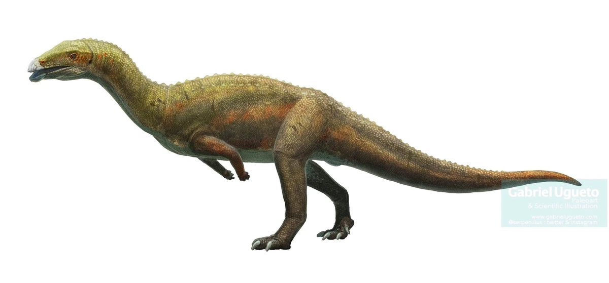 Sillosuchus | Dinosaur Wiki | Fandom