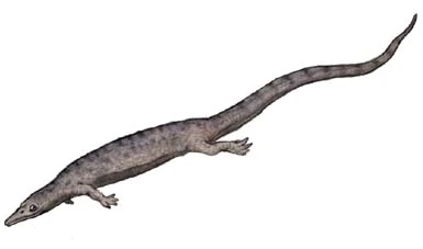 Pleurosaurus | Wiki Dino | Fandom