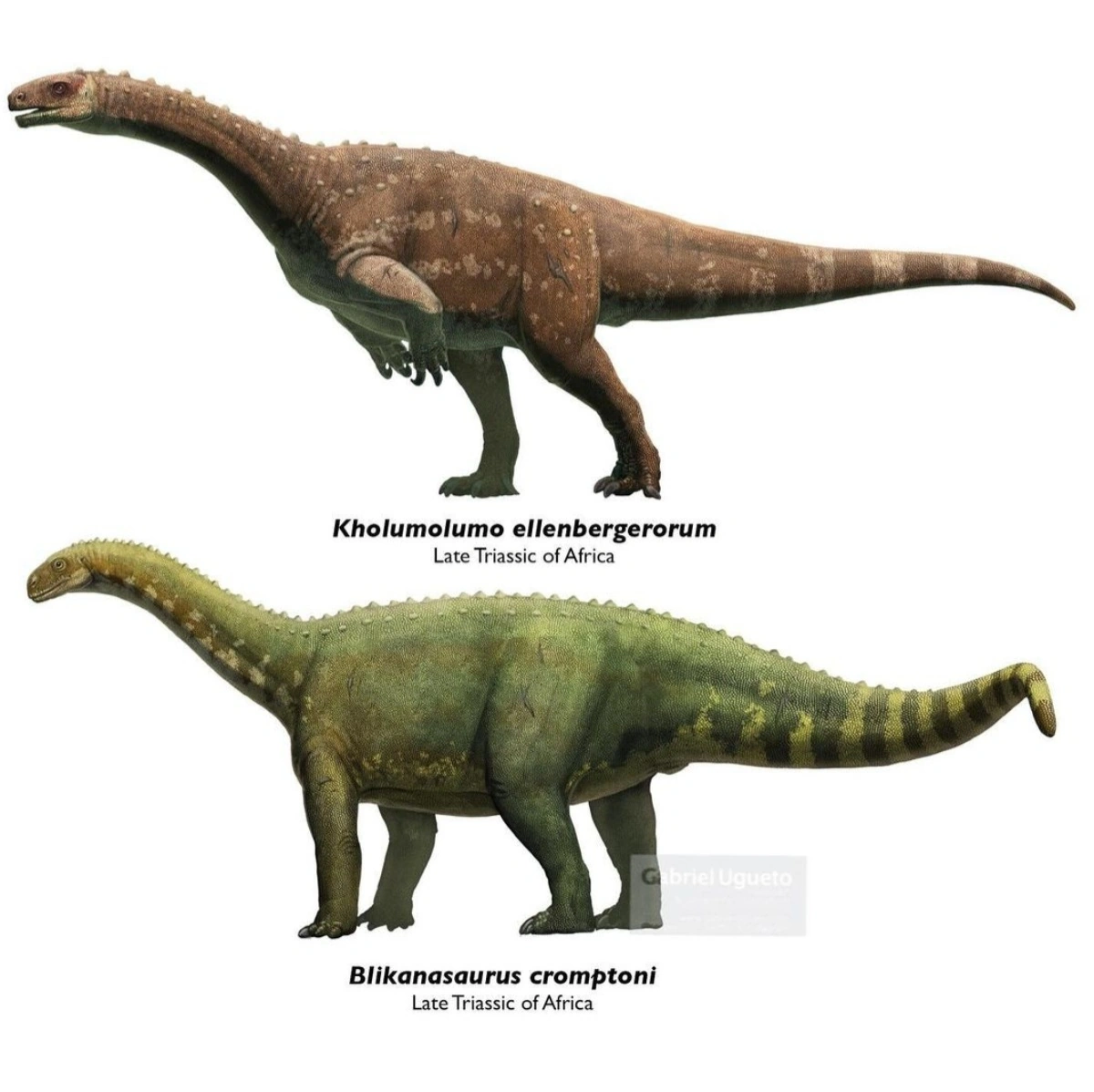 Blikanasaurus | Dinosaur Wiki | Fandom