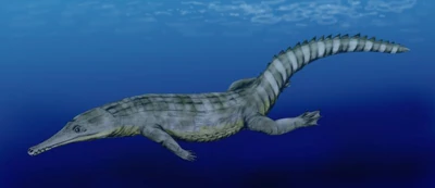 Guarinisuchus | Wiki Dino | Fandom
