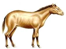 Hypohippus | Wiki Dino | Fandom