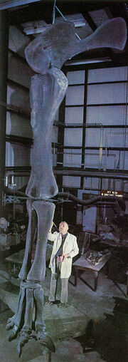 Ultrasaurus | Dinosaur Wiki | Fandom