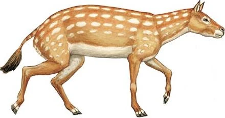 Eohippus | Wiki Dino | Fandom
