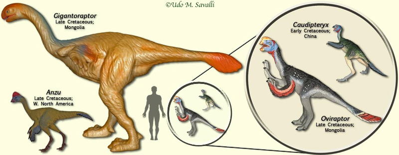 Category:Oviraptorosaurs | Dinosaur Wiki | Fandom