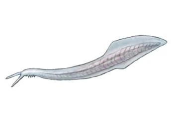 Pikaia | Wiki Dino | Fandom