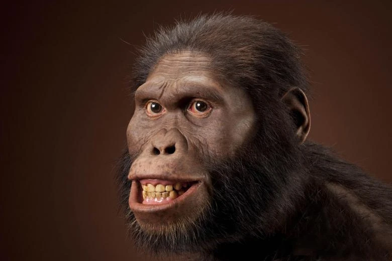 Australopithecus | Wiki Dino | Fandom