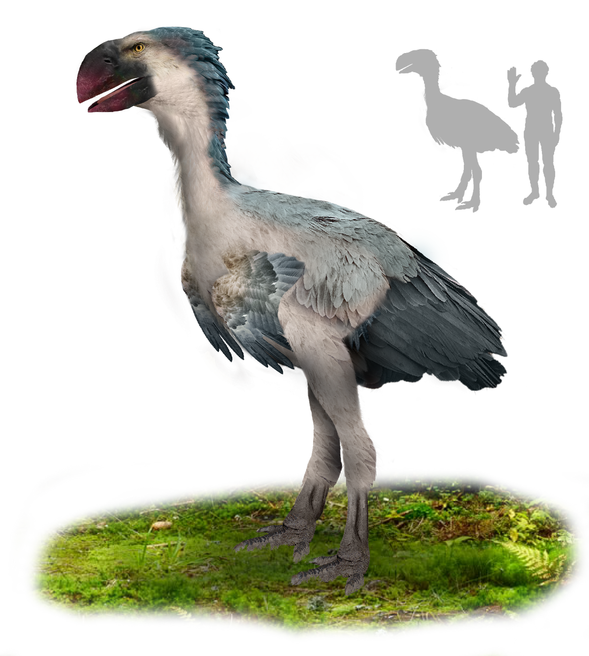 Gastornisgallery Dinosaur Wiki Fandom