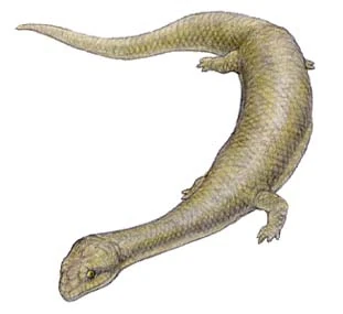 Dolichosaurus | Wiki Dino | Fandom