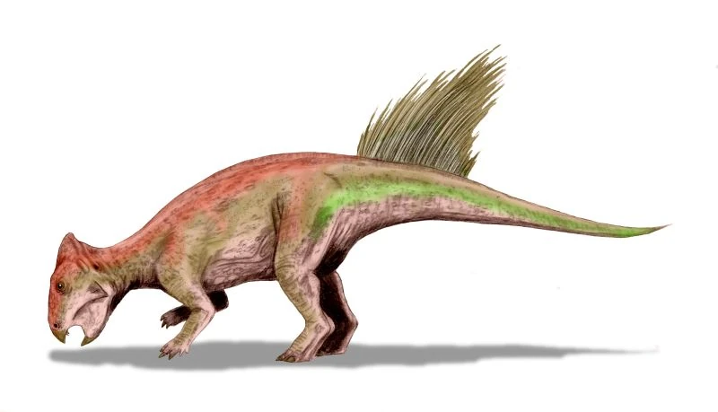 Liaoceratops | Wiki Dino | Fandom