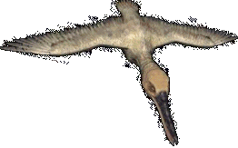 Ichthyornis | Dinosaur Wiki | Fandom