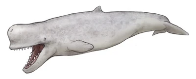 Livyatan | Wiki Dino | Fandom