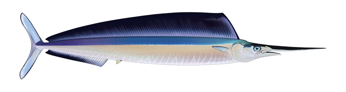 Rhamphoichthys | Dinosaur Wiki | Fandom