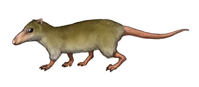 Megazostrodon | Wiki Dino | Fandom