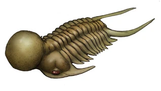 Sphaerocoryphe | Wiki Dino | Fandom