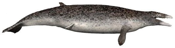 Dorudon | Wiki Dino | Fandom