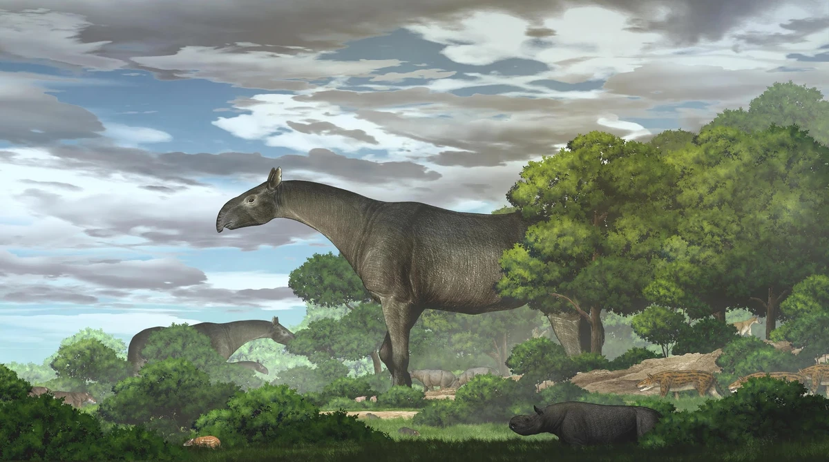 Paraceratherium/Gallery | Dinosaur Wiki | Fandom