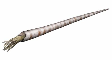 Endoceras | Wiki Dino | Fandom