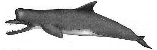 Zygophyseter | Wiki Dino | Fandom