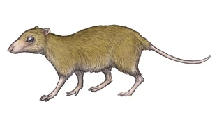 Morganucodon | Wiki Dino | Fandom