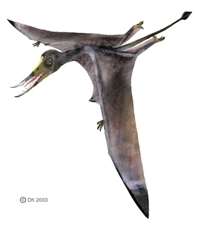Rhamphorhynchus | Wiki Dino | Fandom