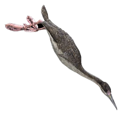 Hesperornis | Dinosaur Wiki | Fandom