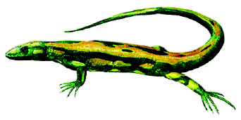 Hylonomus | Dinosaur Wiki | Fandom