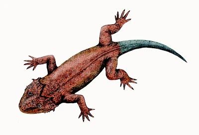 Lanthanosuchus | Wiki Dino | Fandom