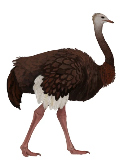 Struthio linxiaensis | Wiki Dino | Fandom