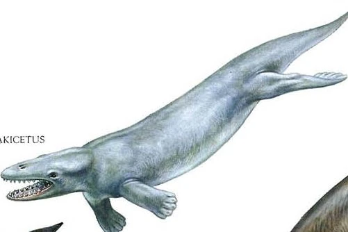 Pakicetus | Dinosaur Wiki | Fandom