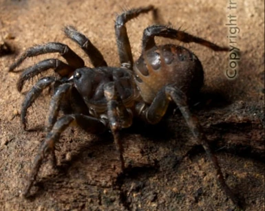 Mesothelae | Dinosaur Wiki | Fandom