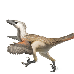 Different Types Of Raptors