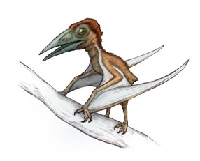 Nemicolopterus | Wiki Dino | Fandom