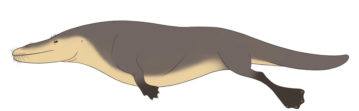 Rodhocetus | Wiki Dino | Fandom