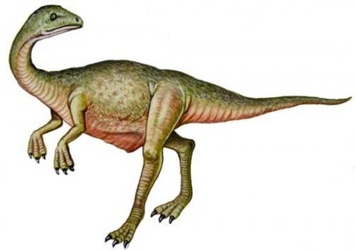 Timimus | Wiki Dino | Fandom