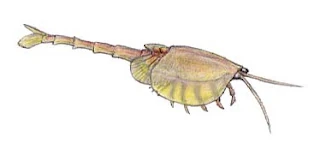 Waptia | Wiki Dino | Fandom