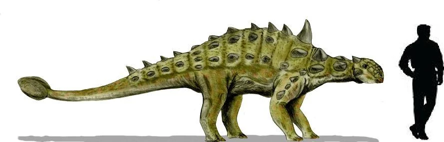 Euoplocephalus | Wiki Dino | Fandom