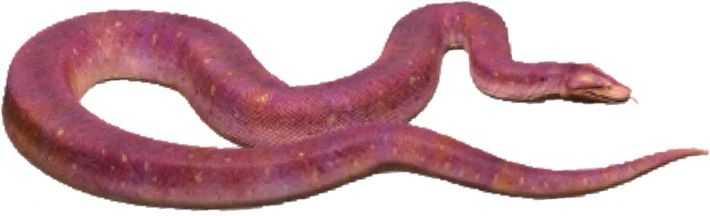 Titanoboa | DinoPedia - The Dino Dan Wiki | Fandom