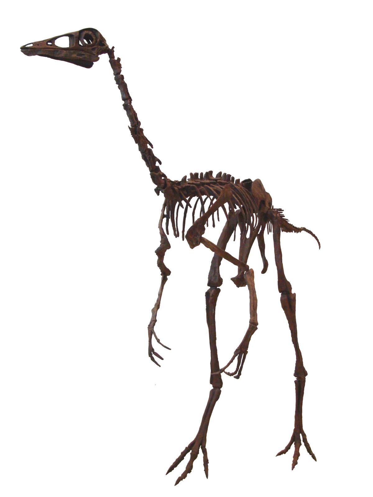 Struthiomimus | DinoLand Wiki | Fandom