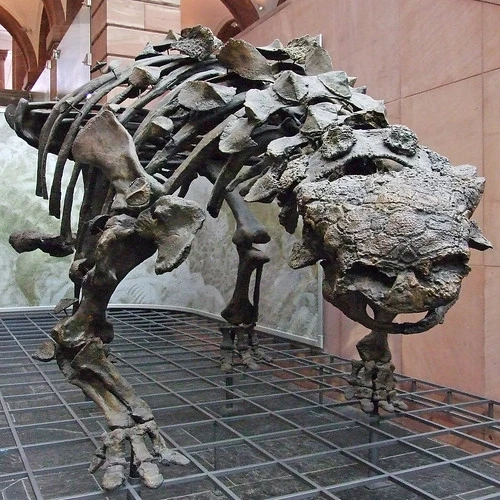 Euoplocephalus | DinoPedia The Dinosaur guide Wiki | Fandom