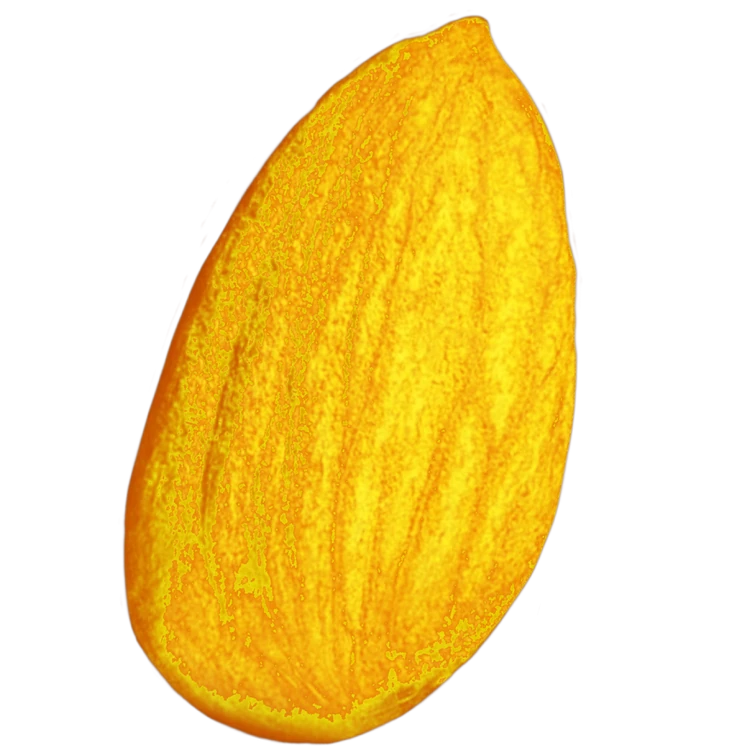 Golden Almond | Dinopedia: The Game Wiki | Fandom