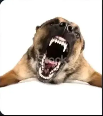 Triple Dog Death Barrage | Dinopedia: The Game Wiki | Fandom